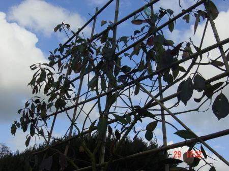 Snoeien van leiboom Photinia Red Robin | Groeninfo.com tuinforum