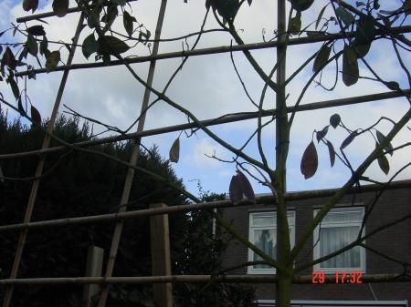 Snoeien van leiboom Photinia Red Robin | Groeninfo.com tuinforum