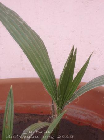 Welke jonge palm is dit? | Groeninfo.com tuinforum