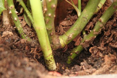 Klimroos, wilde scheut of jonge scheut? | Groeninfo.com tuinforum