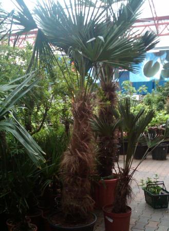 Trachycarpus fortunei? of wagnerianus? | Groeninfo.com tuinforum