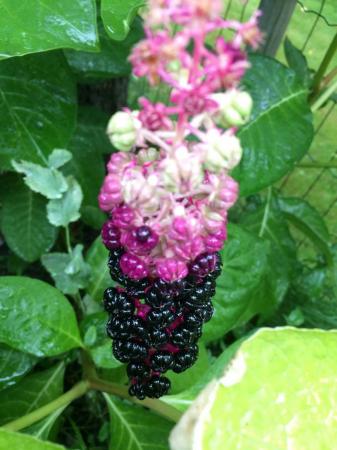 Wat voor plant/vrucht is dit? | Groeninfo.com tuinforum
