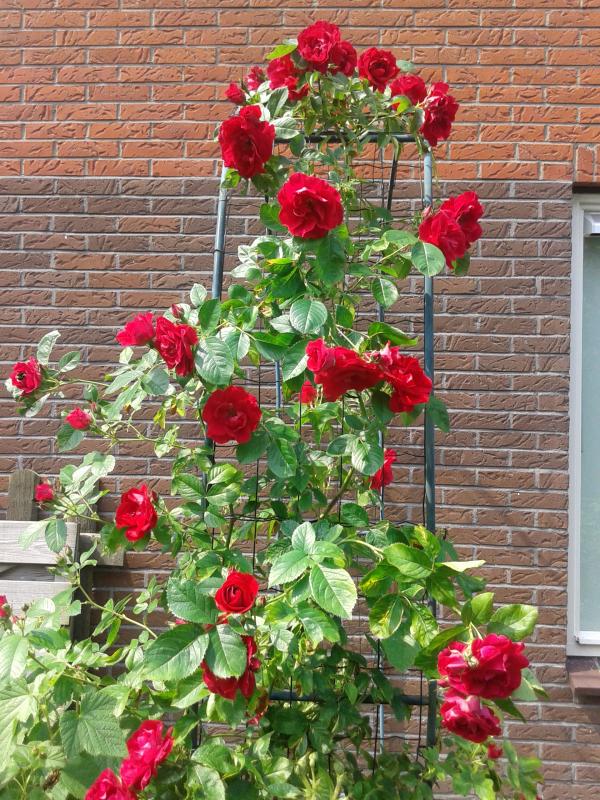 knoppen klimroos | Groeninfo.com tuinforum