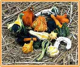 het kweken van kalebassen | Groeninfo.com tuinforum