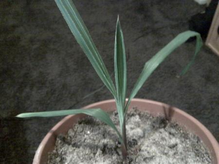 Welke jonge palm is dit? | Groeninfo.com tuinforum