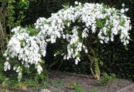 Mooie witbloeiende struik | Groeninfo.com tuinforum