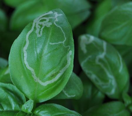 witte strepen basilicum | Groeninfo.com tuinforum