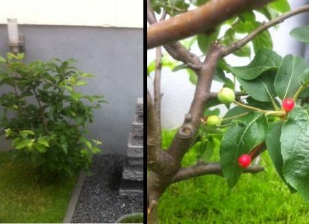 Mini appelboom rood en groene appels | Groeninfo.com tuinforum