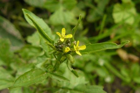 Klein geel bloempje? | Groeninfo.com tuinforum