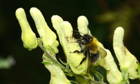Hommel? | Groeninfo.com tuinforum