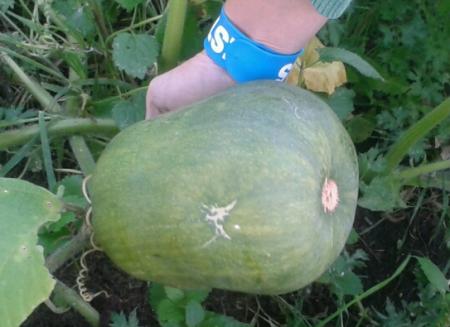 Groene vrucht | Groeninfo.com tuinforum