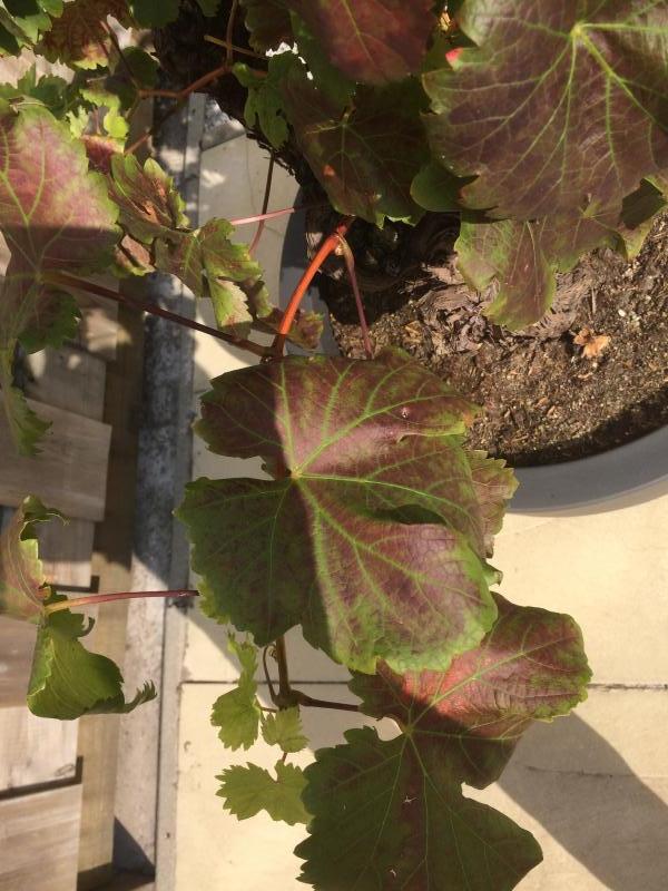 Bladeren druif worden bruin/rood | Groeninfo.com tuinforum