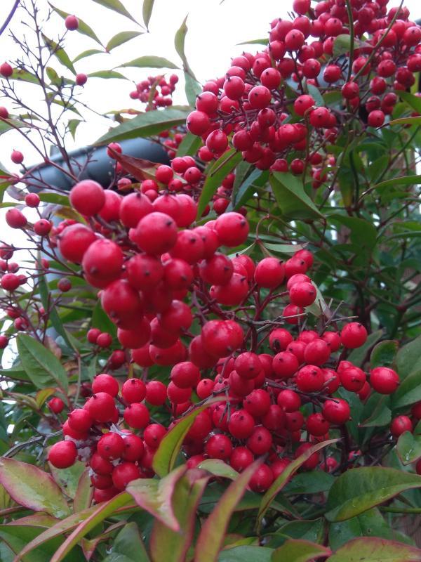 Struik met rode bessen | Groeninfo.com tuinforum